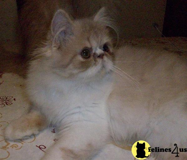 Gorgeous Male Cream Persian