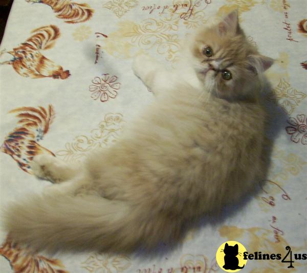Gorgeous Male Cream Persian