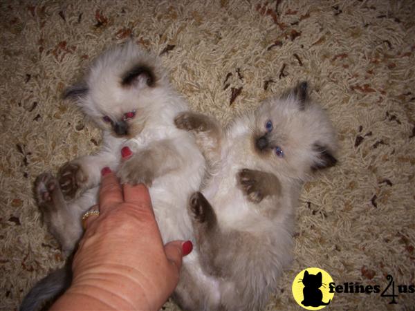 Full-Blooded Ragdolls