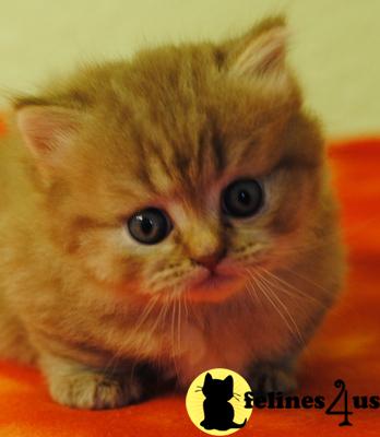 Very small dwarf Napoleon kittens