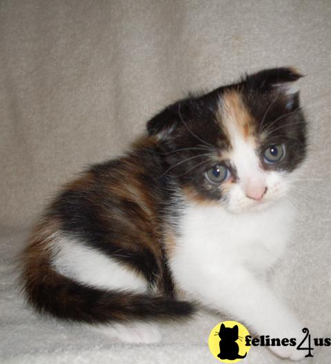 CFA registered Scottish Fold female primary Calico kitten