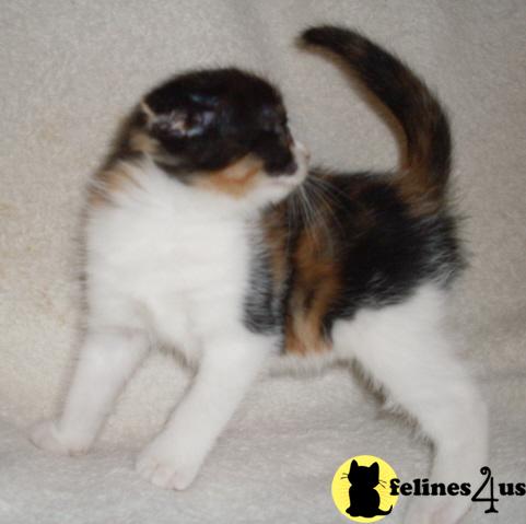 CFA registered Scottish Fold female primary Calico kitten