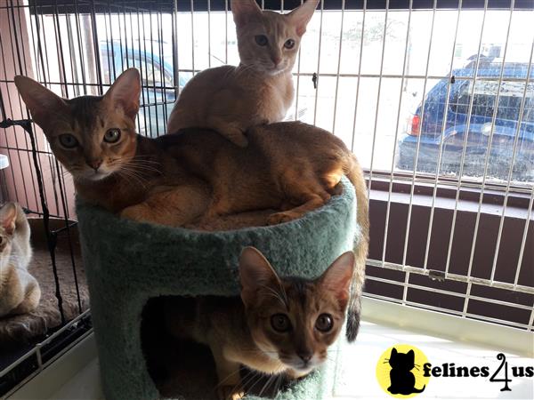 Abyssinian kittens rudy and cream