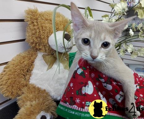 Abyssinian kittens rudy and cream