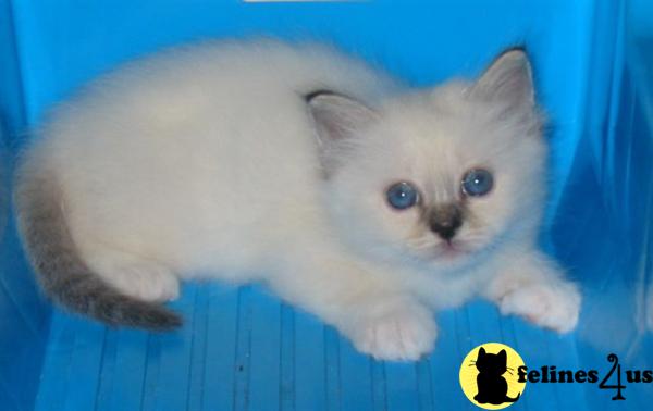 Beautiful birman babies