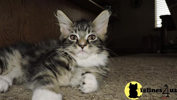 Maine Coon Kitten for Sale: Luma 5 Yrs and 2 Mths old