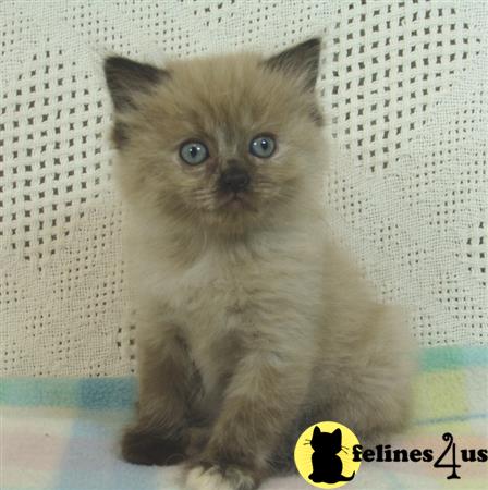 Fleur- Seal Mink Tortie Colorpoint Female Ragdoll Kitten