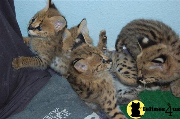 Adorable Serval and Savannah kittens F1-F4 available.