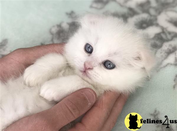 Pure White Scottish Fold Boys - $1600 - $1700