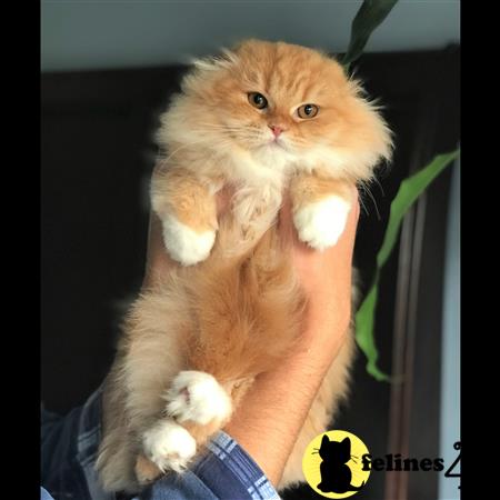 Scottish Fold Longhair Orange Female Kitten - $1600