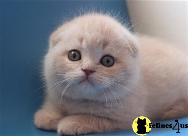 Scottish Fold Cream Colored Male Kitten