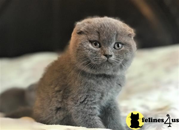 Scottish Fold Blue Male Kitten - $1700