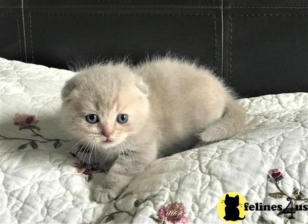 Scottish Fold Lilac Male Kitten - $1600