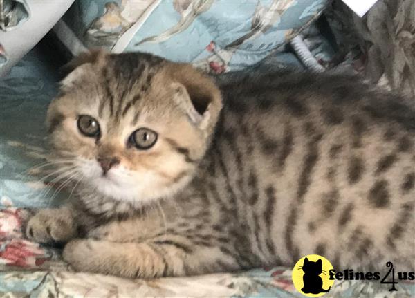 Scottish fold Tiger boy