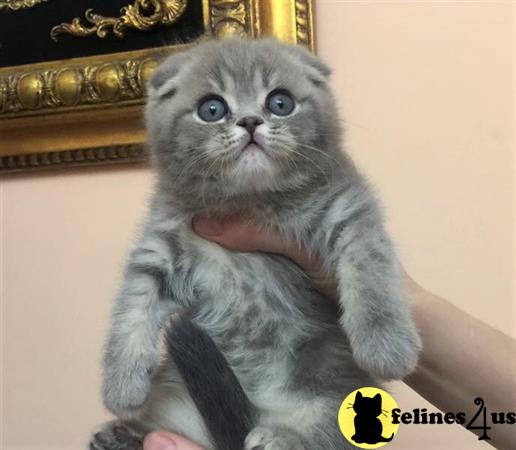 Scottish Fold Tabby Male Kitten