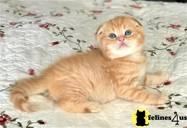 Scottish Fold Shorthair Male Orange Kitten - $1800