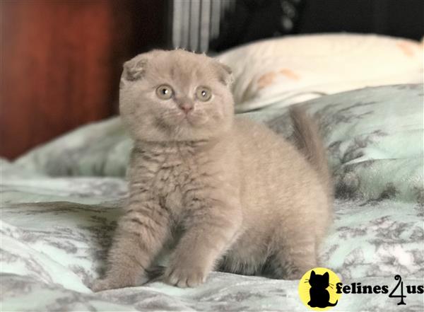 Scottish Fold Lilac Female Kitten - $1600