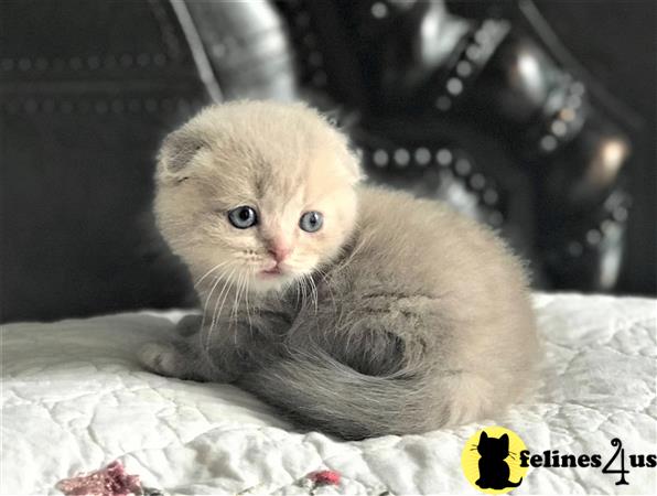 Scottish Fold Lilac Male Kitten - $1600