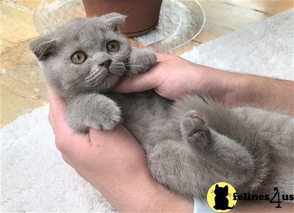 Scottish Fold Kitten for Sale: 🐱 Scottish Fold Lilac color girl 🐱 ...