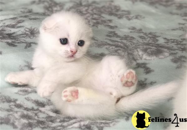 Pure White Scottish Fold Boys - $1600 - $1700