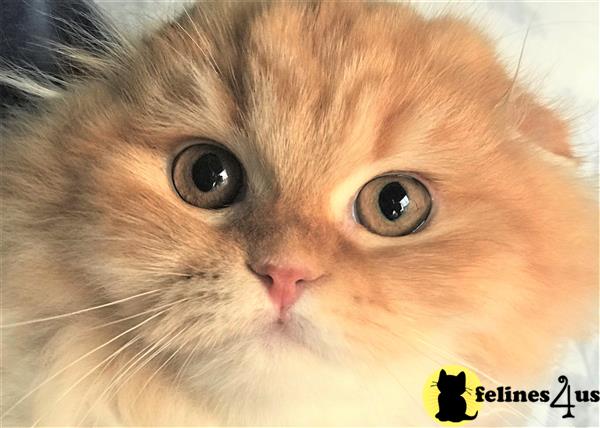 Scottish Fold Longhair Orange Female Kitten - $1600