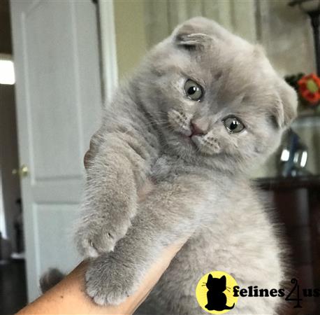 Scottish Fold Lilac Female Kitten - $1600