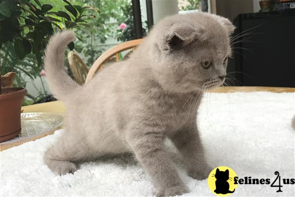 Scottish Fold Kitten for Sale: 🐱 Scottish Fold Lilac color girl 🐱 ...
