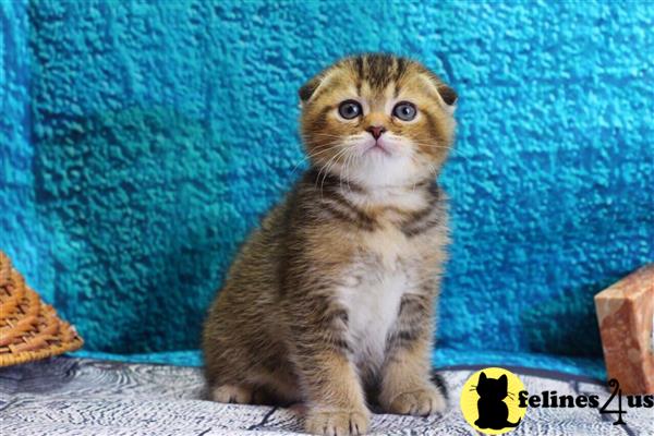 Scottish Fold Golden Male Kitten