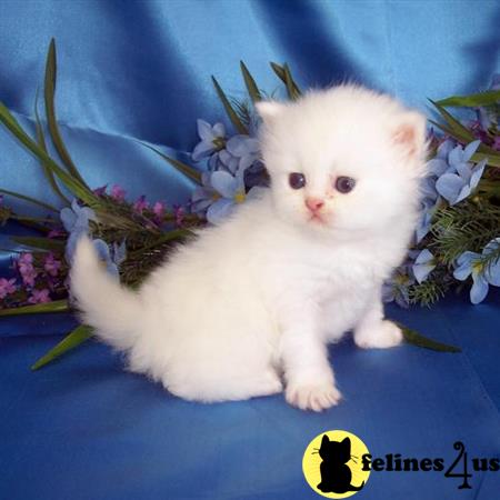 stunning male lilac point himalayan kitten
