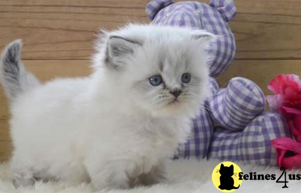 Himalayan Kitten for Sale: Baby Himalayan kittens for sale 6 Yrs and 10 ...