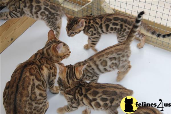 Stunning litter of Brown spotted Blue eyed snow spotted Bengals Brown
