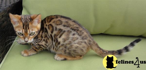 Rosetted Bengal Kittens Ready Today