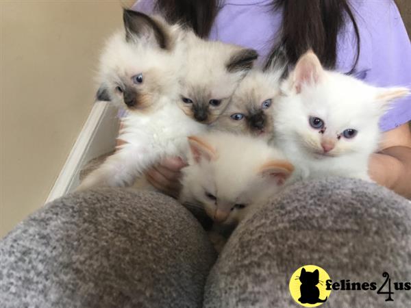 Stunning Ragdoll Kitten- 1 Flame Point Remaining