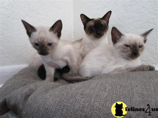 Male Purebred Siamese Kittens