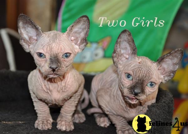 Adorable Sphynx Kittens 1 Girl2 Boys Avaliable
