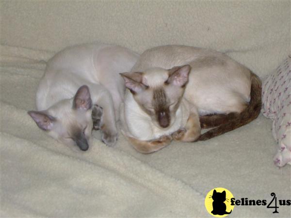 CFA Registered Blue Male