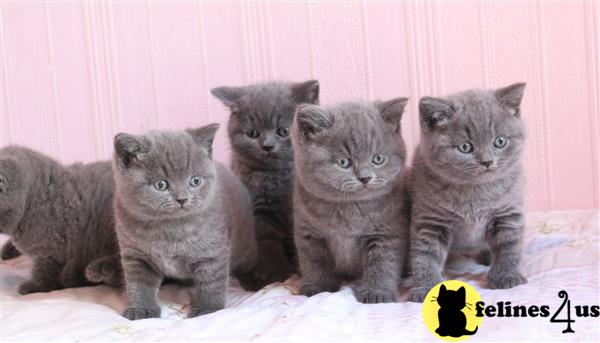 Beautiful Purebred Bsh Blue Bi-colour Kittens