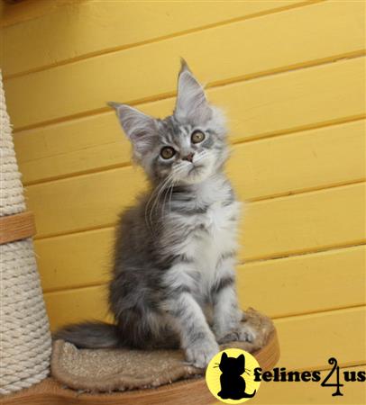 beautiful playful Maine Coon cross kittens