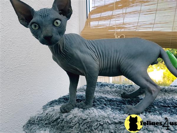 Cute Sphynx Boy Available.