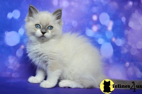 Gorgeous Friendly Registered Ragdolls