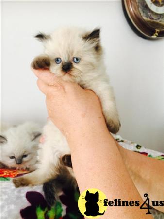 Himalayan kittens - 4 beautiful babies