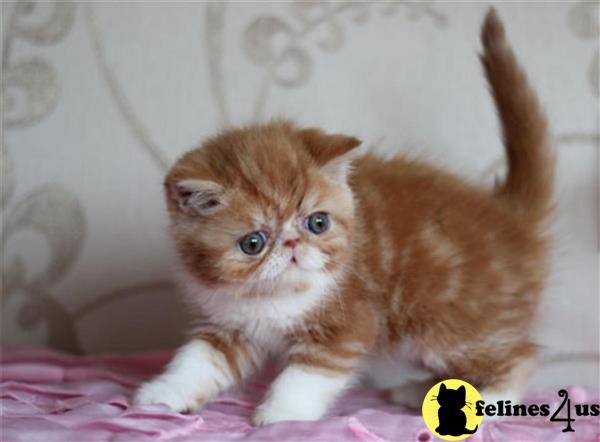 Exotic Shorthair Dilute Calico Kitten