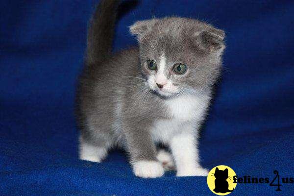 Two Gorgeous fluffy female munchkins