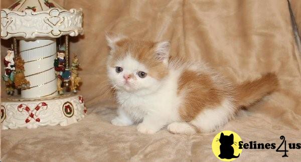 two gorgeous female munchkins sisters