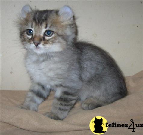 Adorable highlander kittens