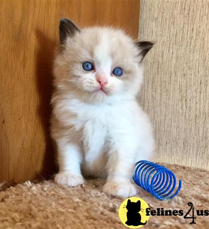 Female Ragdoll kitten