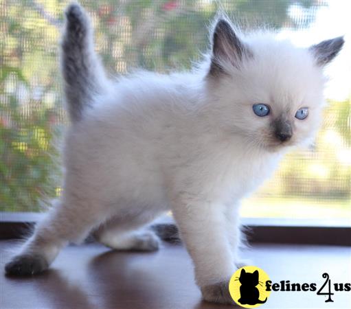 Traditional ragdoll kitten