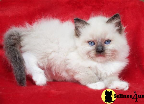 Beautiful Blue Tabby Ragdoll Girl For Sale