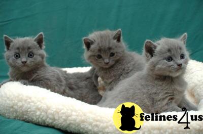 Cute russian blue kittens