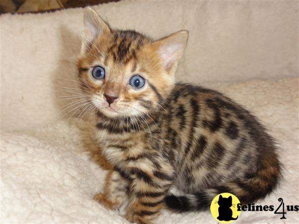 Four Stunning Brown Spotted Bengal Boys Tica Reg.